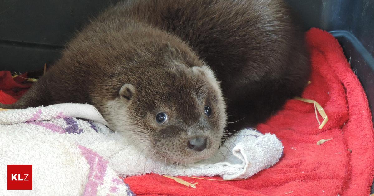 Tiere/Niederösterreich: Verletztes Otterbaby wird in der EGS Haringsee ...
