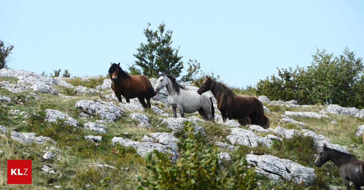 Streng geheim in Bosnien-Herzegowina: Wo die Wildpferde des Balkans leben