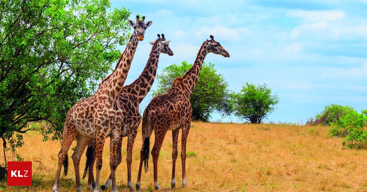 Arizona in den USA: Großes Baby: Giraffe Bailey kam in Zoo zur Welt