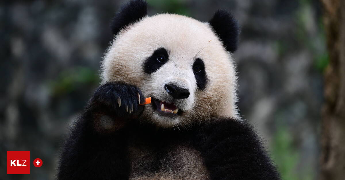 Panda-Diplomatie: Wie China mit Pandas Politik macht
