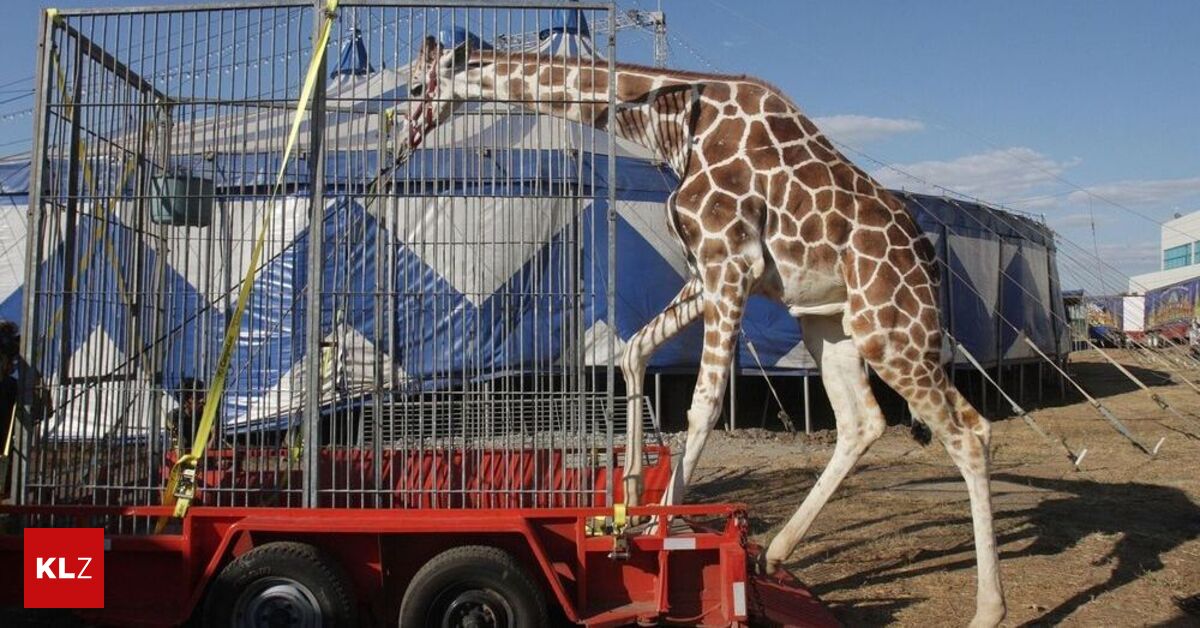 Leid beenden: Italien will Tiere im Zirkus verbieten