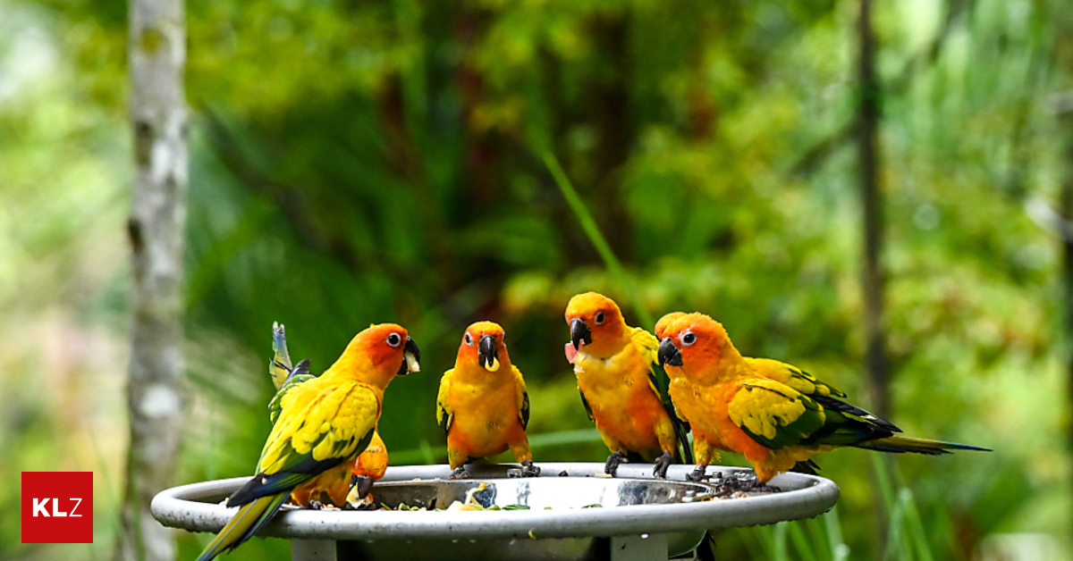 Bird Paradise: Größter Vogelpark Asiens in Singapur eröffnet