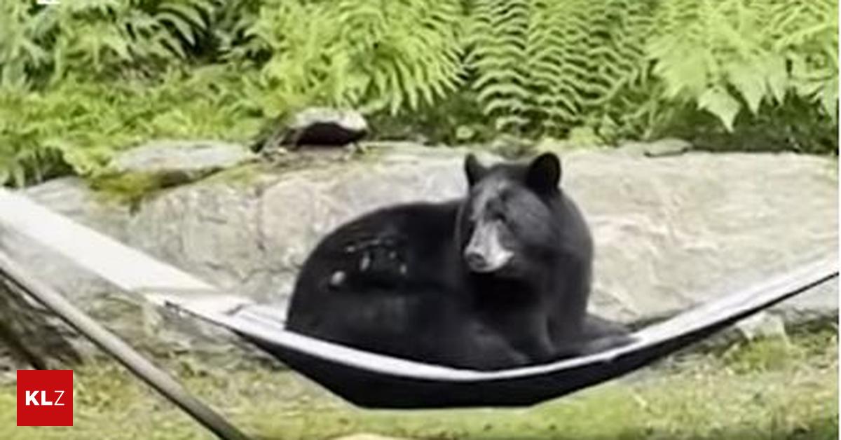 Ganz entspannt: Schwarzbären-Duo machte es sich in Hängematte bequem