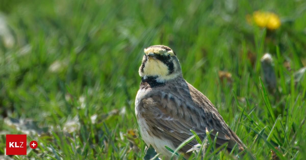 Sensation: Seltenes Tier taucht erstmals nach fast 20 Jahren in Kärnten auf