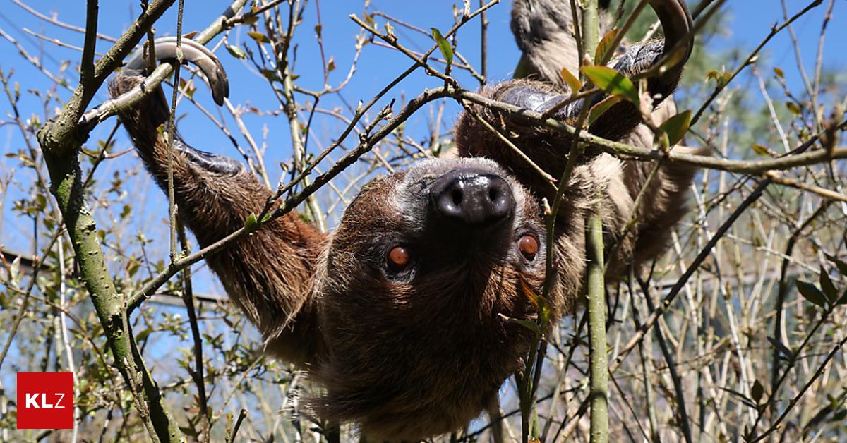 Faultiere könnten Lösung gegen Resistenzen im Fell tragen