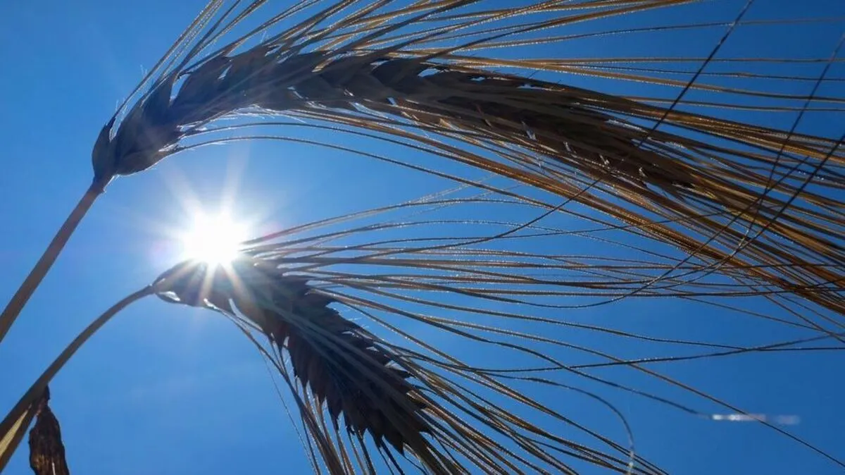 Deutschland: Mit 39,3 Grad neuer Temperaturrekord für Juni