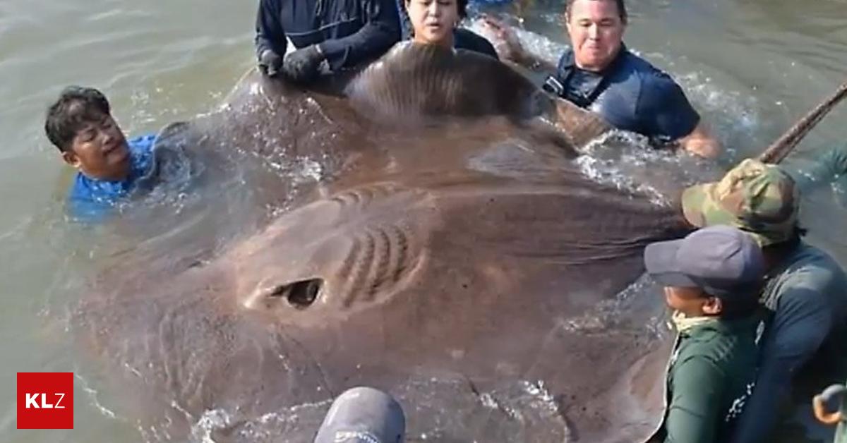 Größter Süßwasserfisch: Weltrekord-Rochen ging in Thailand ins Netz