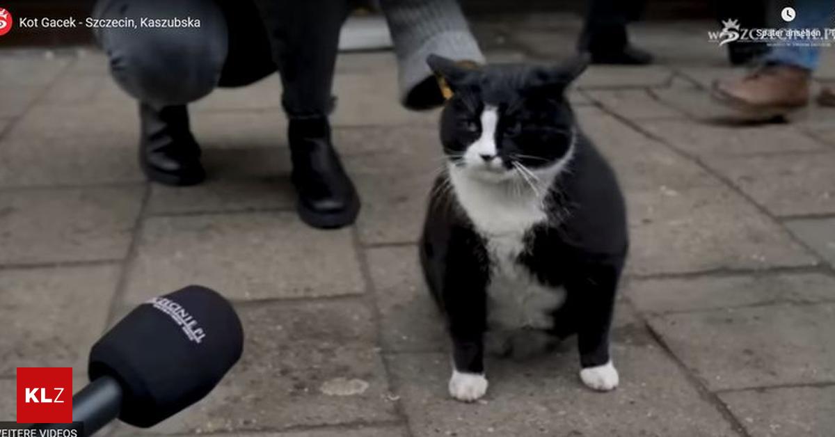 Touristenliebling in Polen: Kater Gacek entkam nur knapp einer Entführung