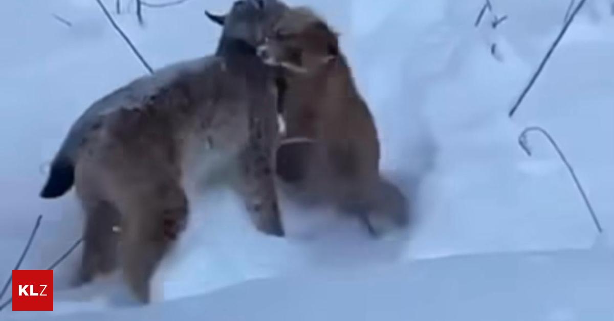 Spektakuläres Video: Luchs reißt Fuchs: Stammt Aufnahme wirklich aus ...