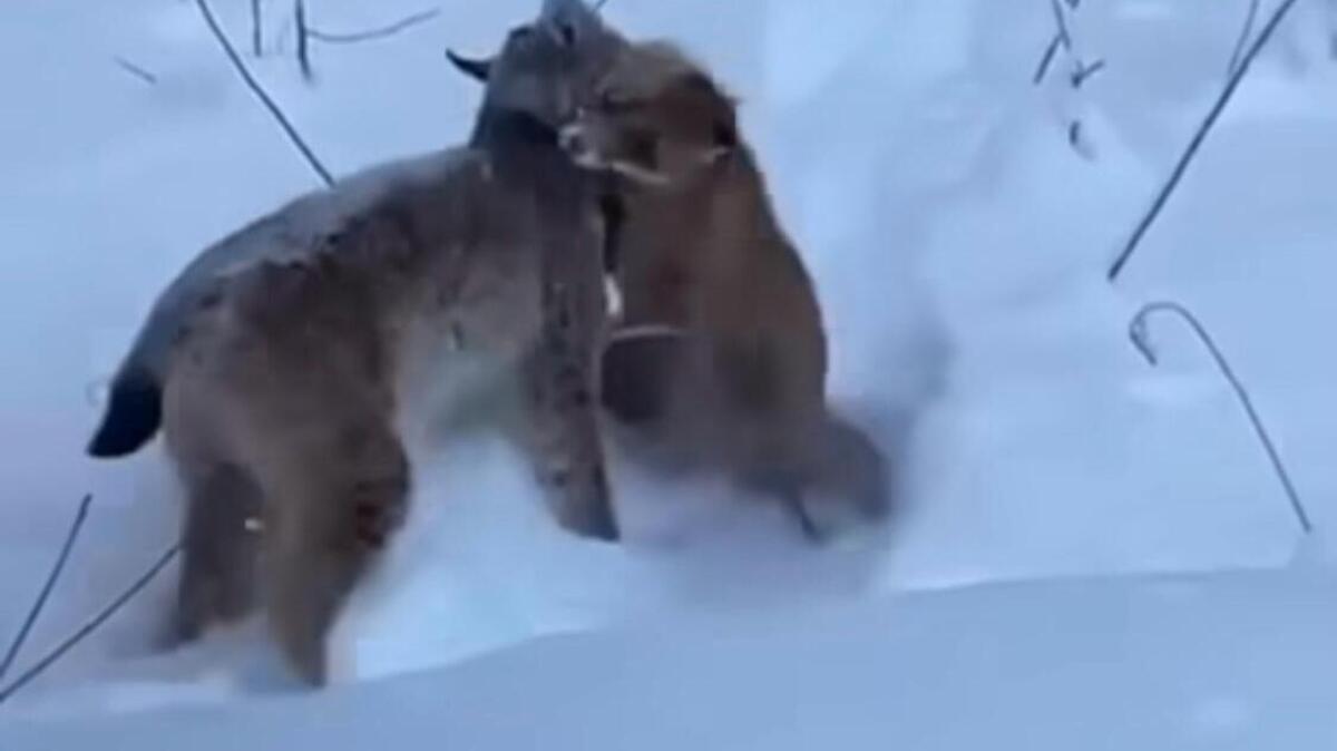 Spektakuläres Video | Luchs reißt Fuchs: Stammt Aufnahme wirklich aus ...