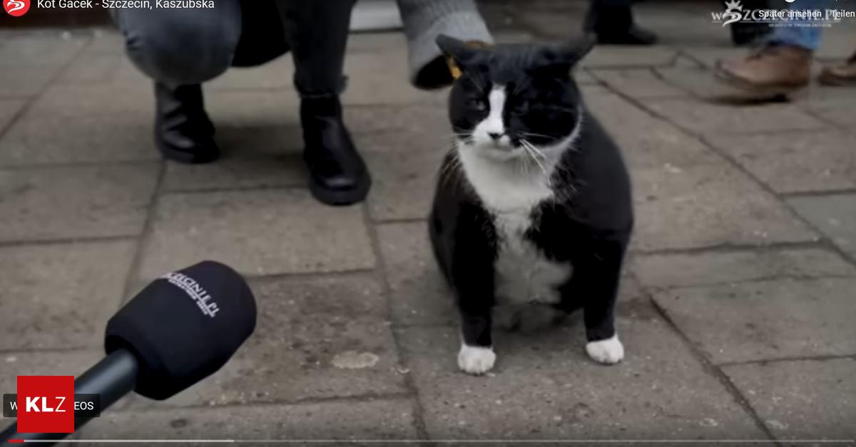 Polen: Kater Gacek ist die beliebteste Attraktion in der Stadt Stettin