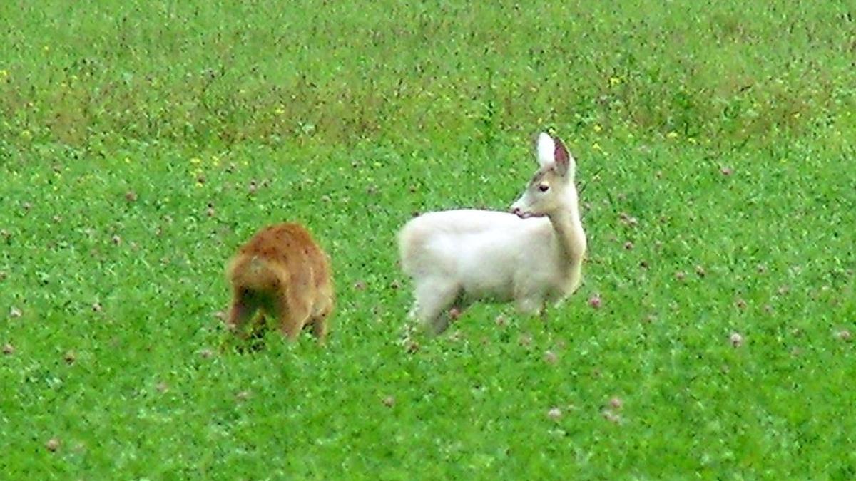 Albino-Tiere: Weißes Reh mit Kitzen in der Steiermark gesichtet