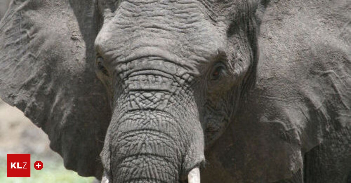 Namibia: Elefant trampelt Großwildjäger zu Tode