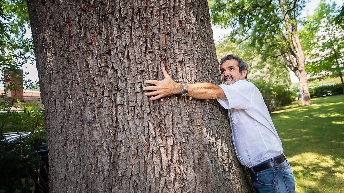 Naturschutz-Beauftragter: Bäume in Graz: „Wann wacht die Politik ...