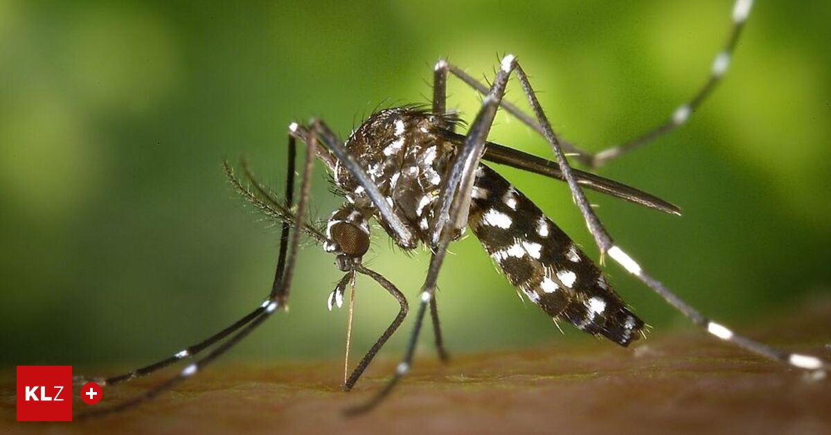 Auch in der Steiermark: Asiatische Tigermücke bereits in allen ...