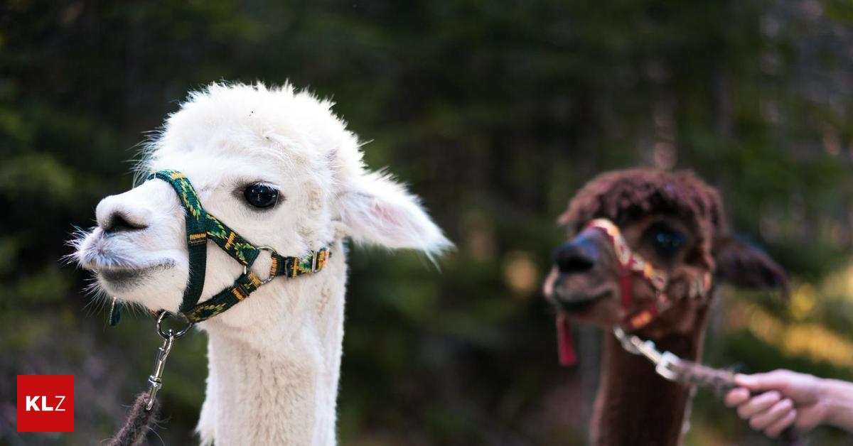 Tierischer Spaziergang: Am Goggausee geht man mit Alpakas zum Frühstück