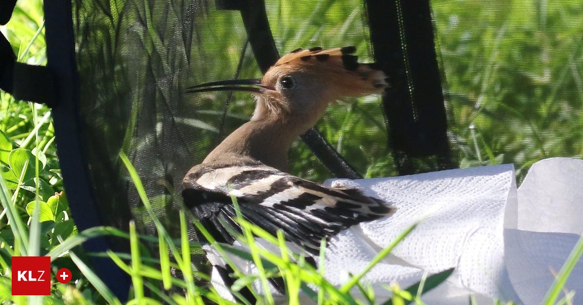 Lieserhofen: Geschwächter Wiedehopf wurde gerettet