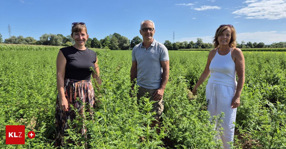 Diesem weststeirischen Trio ist mehr als ein Kraut gewachsen