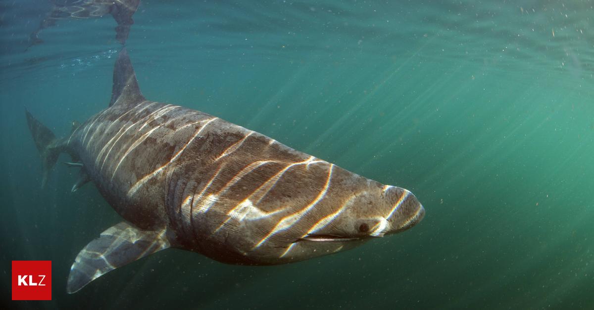 Bis zu zwölf Meter lang: Riesenhai vor Küste von Pula in Kroatien gefilmt