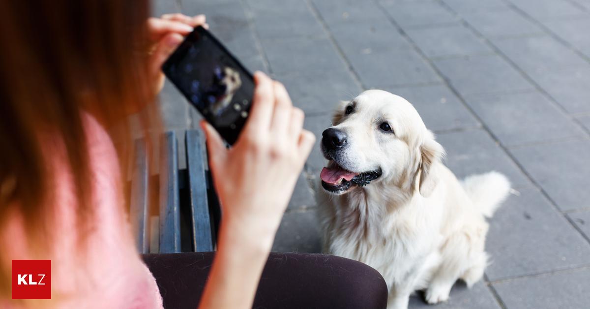 Hunde Videos Tierquälerei Auf Tiktok Wenn Social Media Trends Hunden
