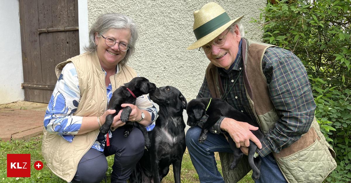 Besonders großer Wurf: 10 Labrador-Welpen erblickten das Licht der Welt