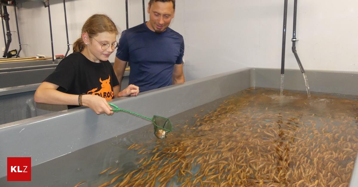 In Rettenegg: Forellenzüchter Kroisleitner expandiert und wird zum Schaubetrieb