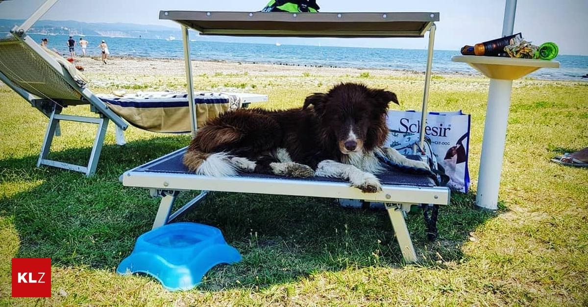 An der Adria: Der erste Hundestrand am Meer hat die Saison eröffnet