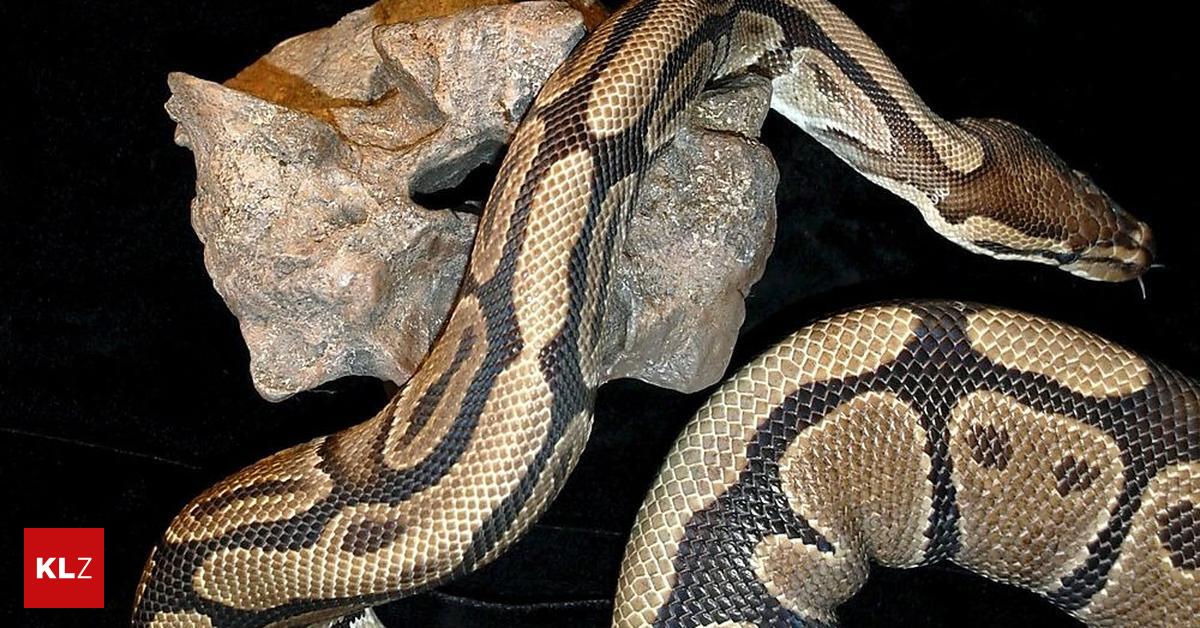 Wird eingeschläfert: Rekordverdächtiger Python in Florida gefangen