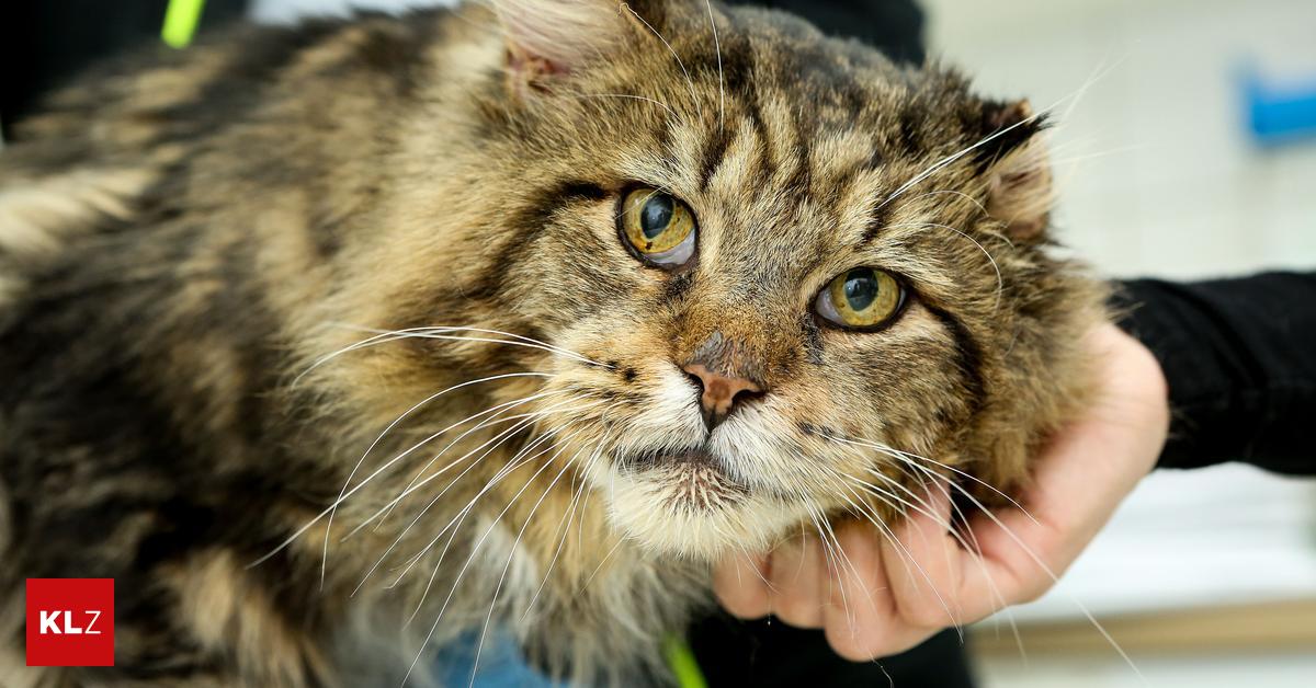 Tiere aus dem Tierschutz: Wie man traumatisierten Tieren helfen kann