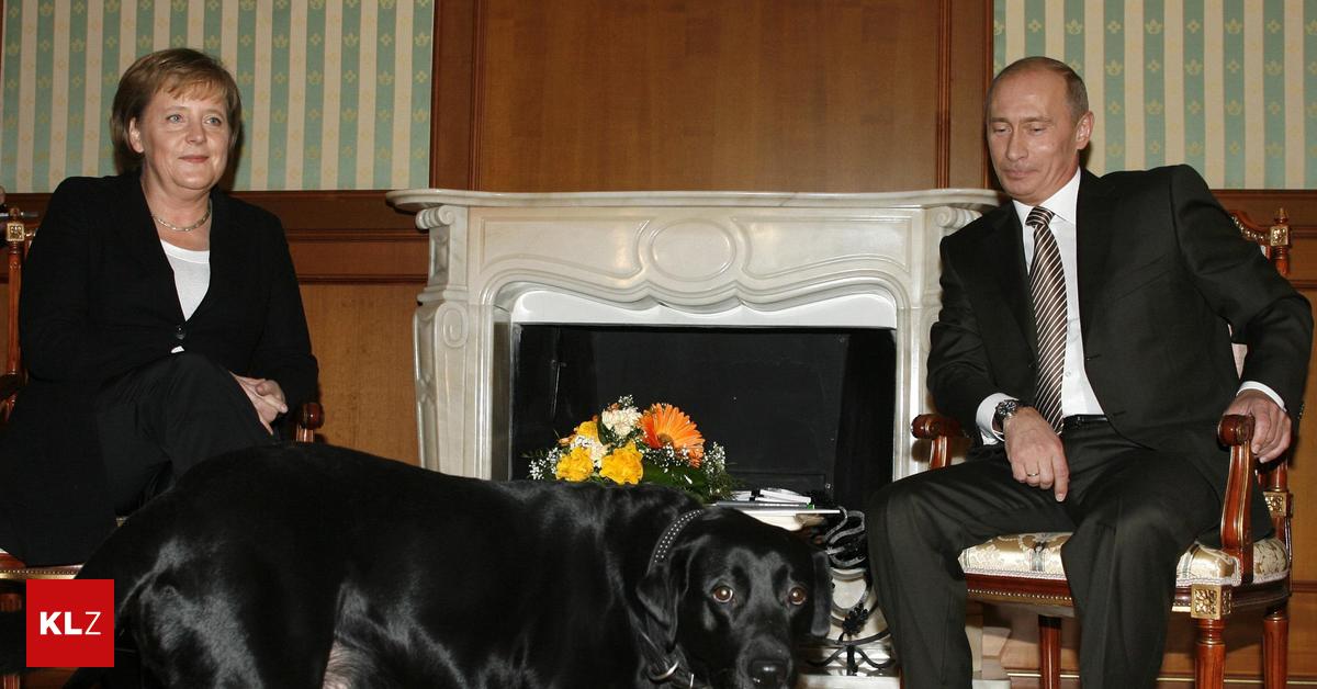 Phobie: Putin entschuldigt sich bei Merkel für „Hunde-Vorfall“