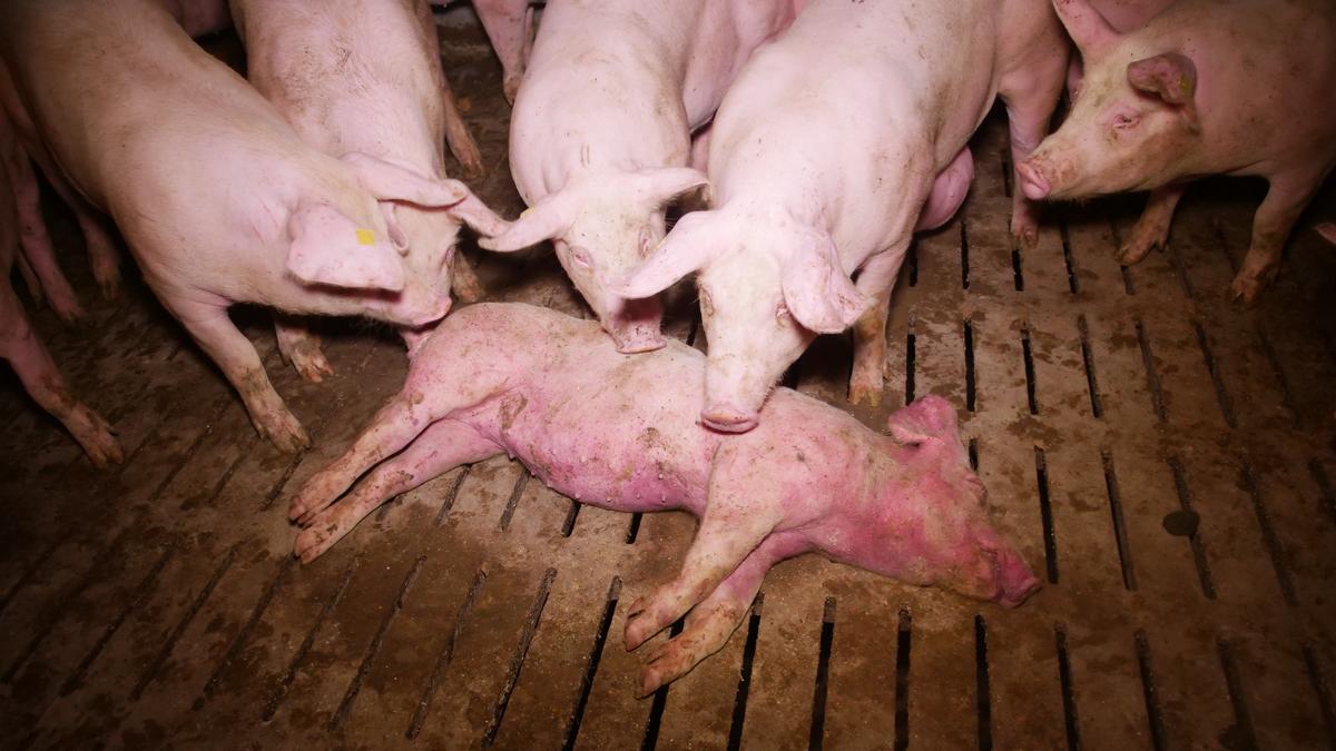VGT: „Grauenhafte Zustände in Schweinemast-Betrieb“