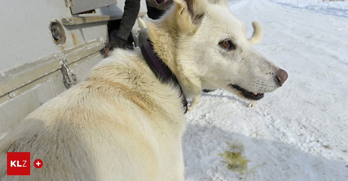 Berühmtes Schlitten-Hunderennen "Iditarod" heuer kürzer