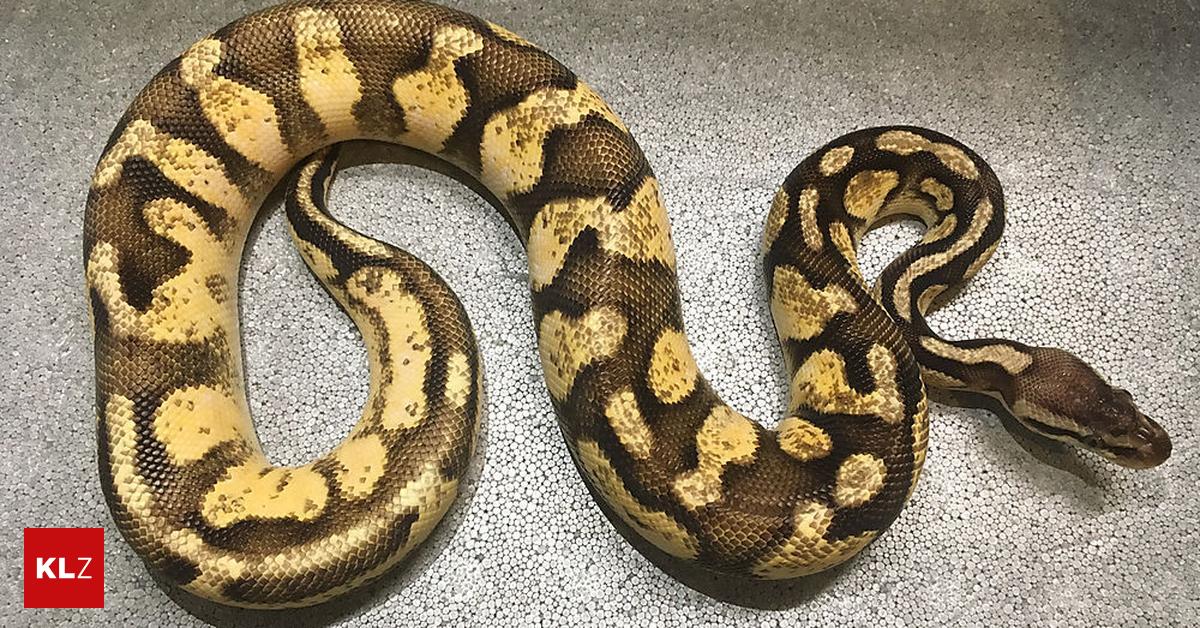 Königspython in Küche: Würgeschlange begrüßte Frau bei Einzug in neue ...