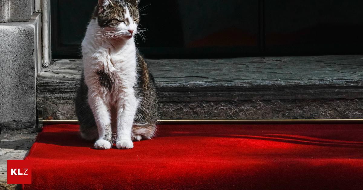 Ist "Chief Mouser" krank?: Oh dear! Große Sorge um Downing-Street-10 ...