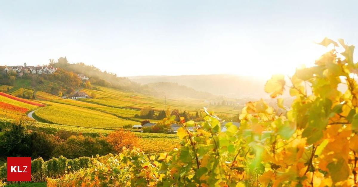 Österreichischer Wein: So wird der Jahrgang 2019