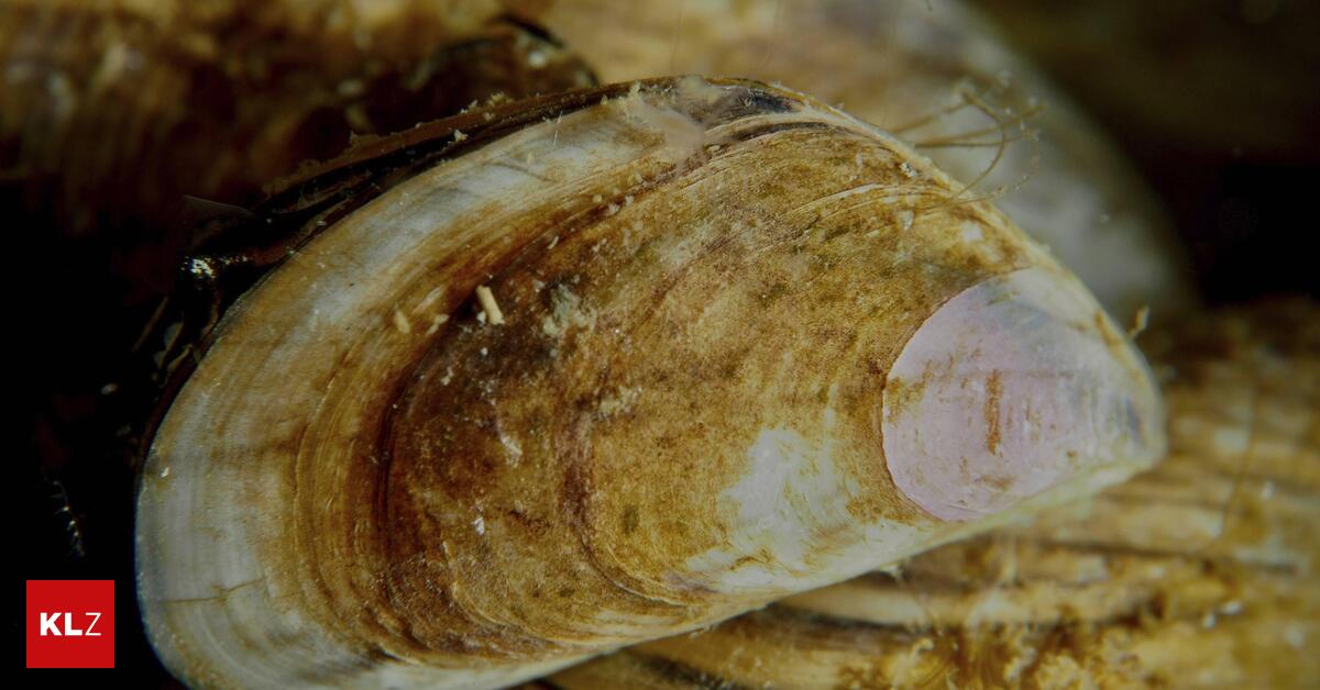Fremde Arten in Kärntner Seen bringen heimische Tiere in Bedrängnis