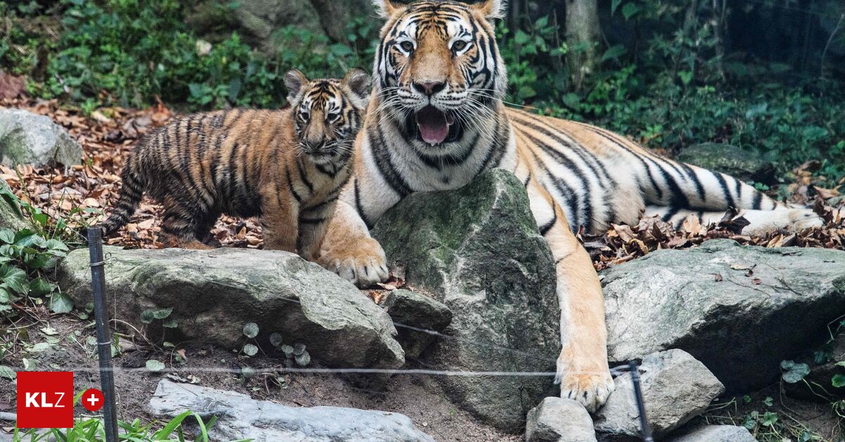 Wilderei und Schmuggel: WWF warnt: Illegaler Tigerhandel gefährdet ...