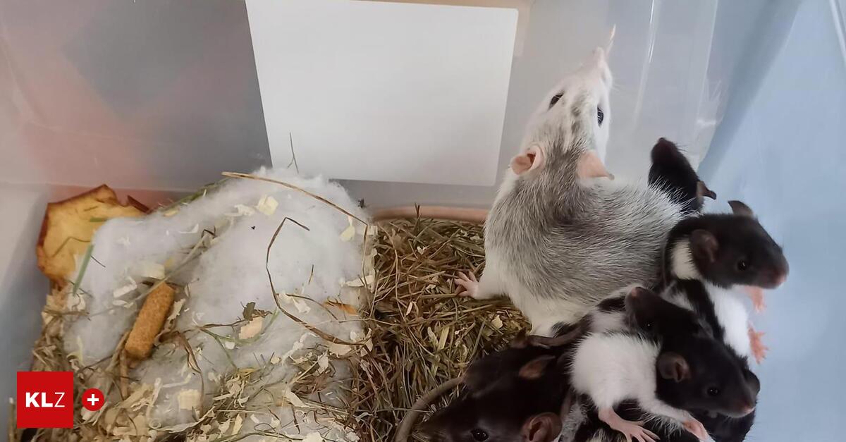 Villach: Plastikbox mit Ratten vor Zooladen abgestellt