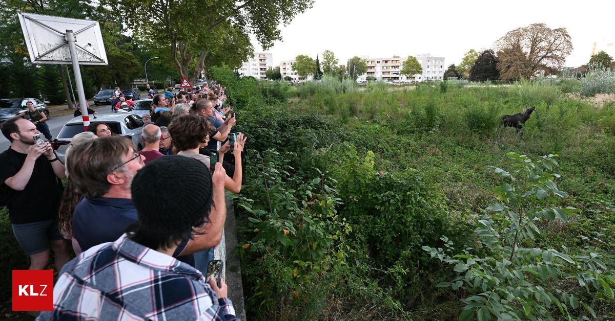 Elch „Emil“ ist in Oberösterreich auf der Suche nach Abkühlung