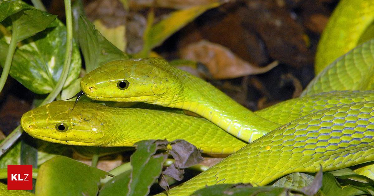 Niederlande: Verschwundene Grüne Mamba in den Niederlanden wieder ...