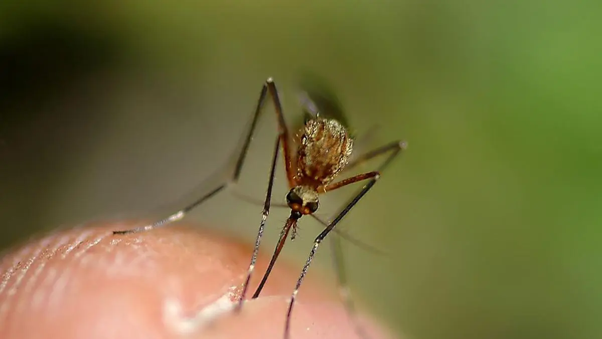 Stechende Konkurrenz: Neue Gelsenarten im Anflug