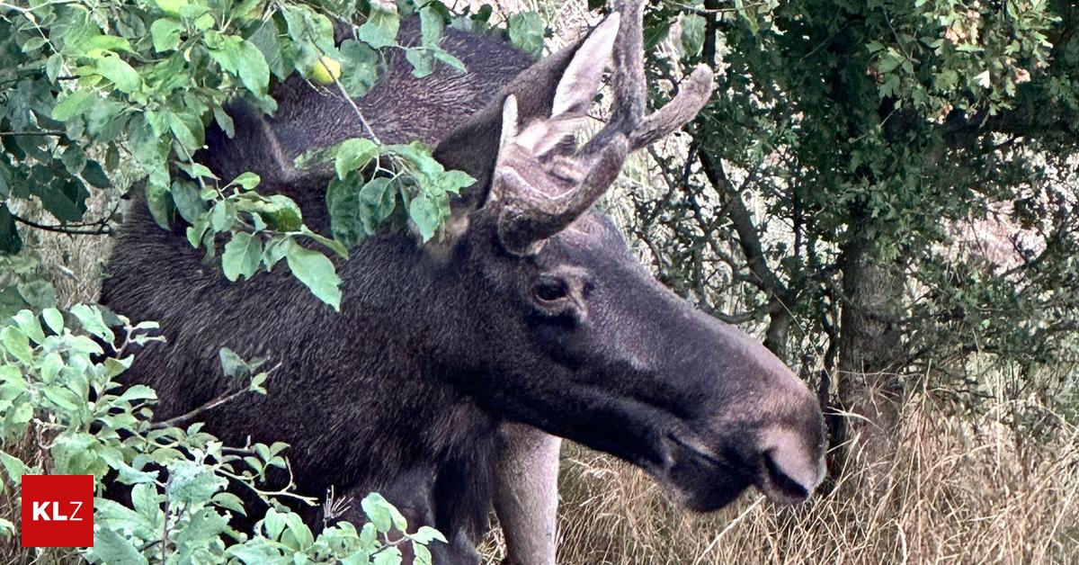 Elch „Emil“ legte laut ÖBB Westbahnstrecke lahm