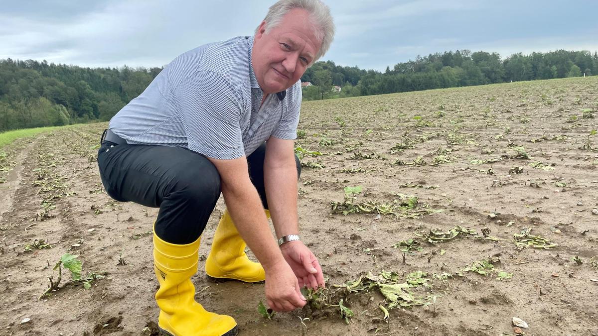 Nach Unwetter: Landwirt: „Man muss tatenlos zusehen, wie die Ernte in ...
