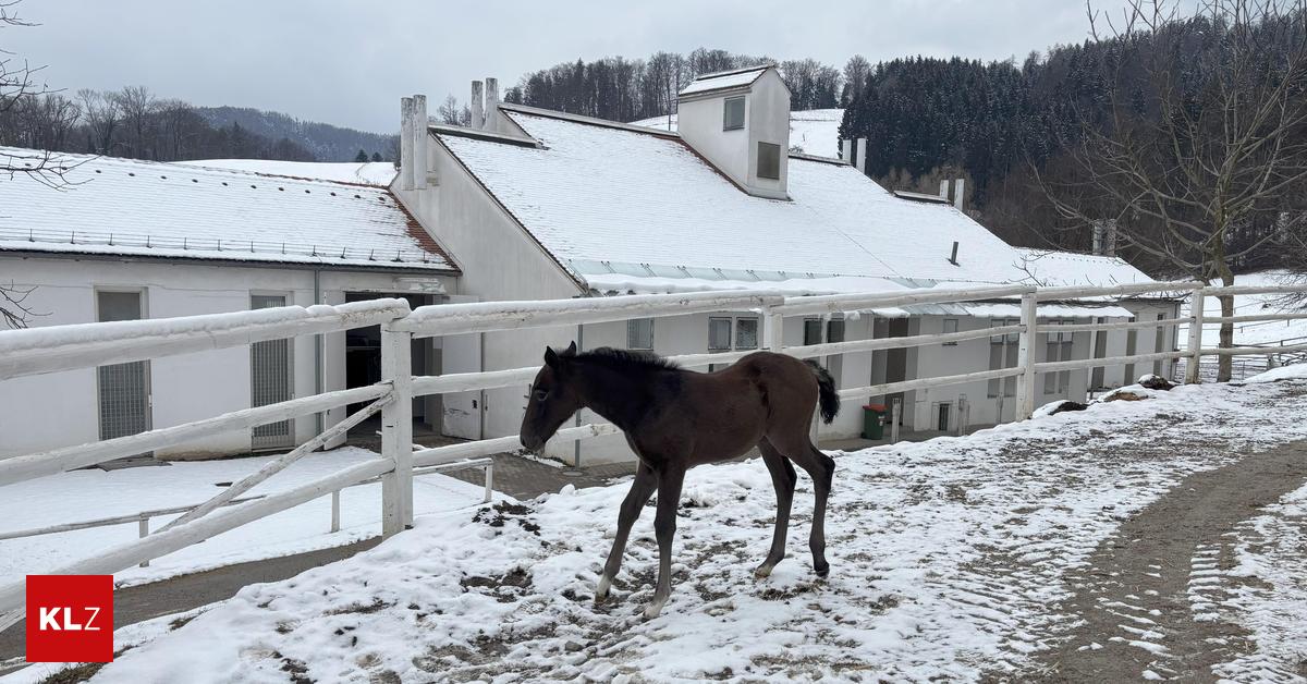 Fohlen in Piber: Das ist der Lipizzanernachwuchs im Gestüt Piber