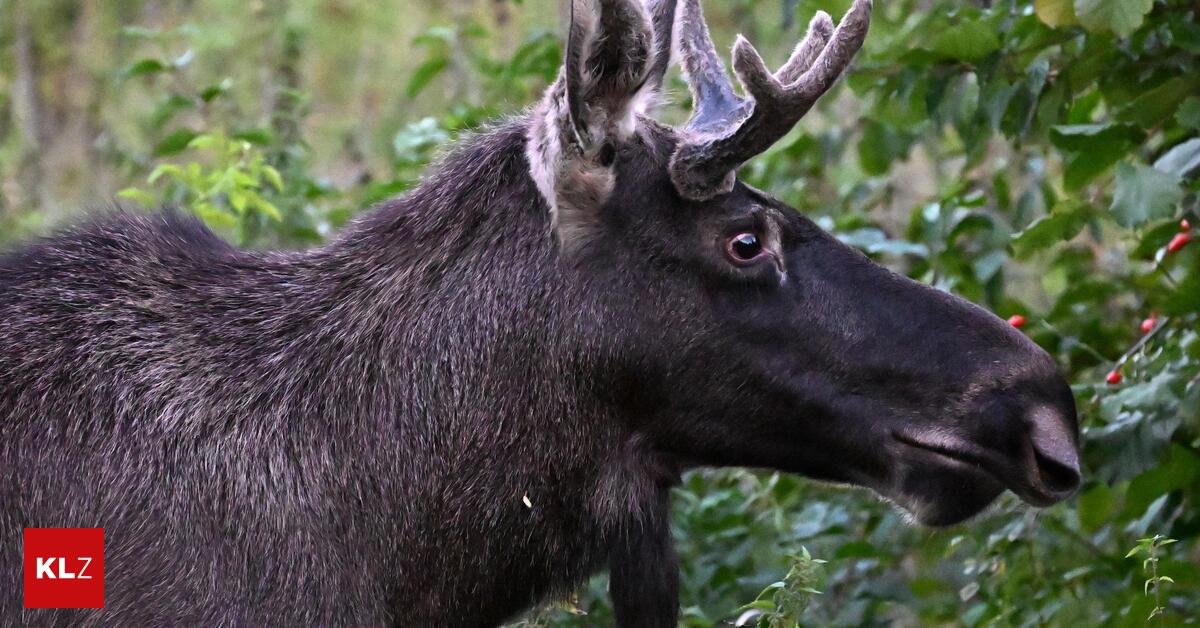 Vierbeiniger Besucher: Emil: Wenn ein Elch Polizeischutz erhält