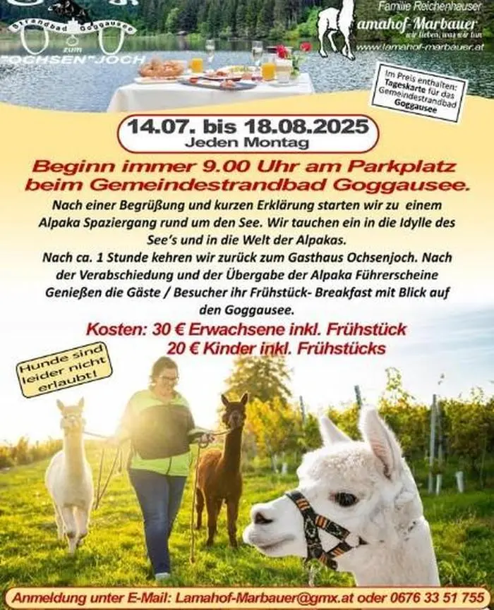 Tierischer Spaziergang: Am Goggausee geht man mit Alpakas zum Frühstück