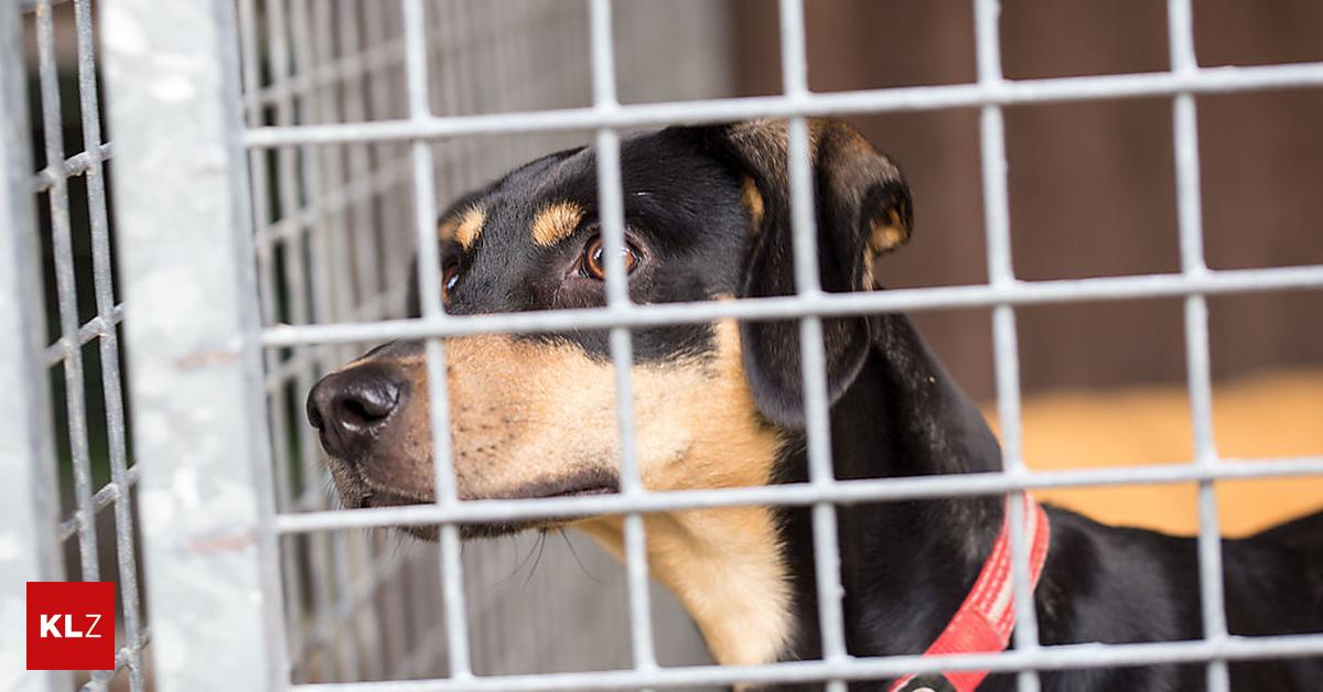 Juristisch betrachtet: Lärmbelästigung durch Hundegebell: So können Sie ...