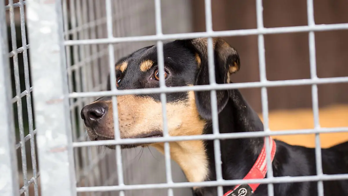 Juristisch betrachtet: Lärmbelästigung durch Hundegebell: So können Sie ...