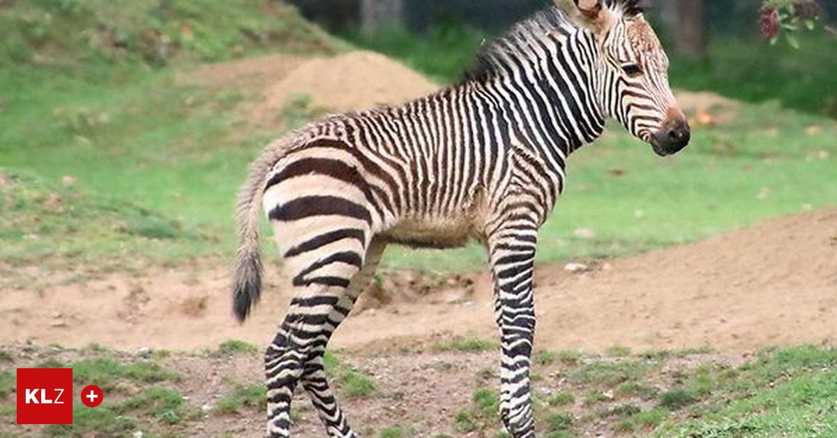 Doppelter Zuwachs: Zebra- und Faultier-Baby kamen in der Tierwelt ...