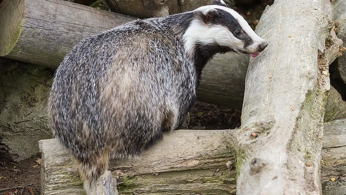 Stainach-Pürgg: Toter Wolf entpuppte sich als Dachs